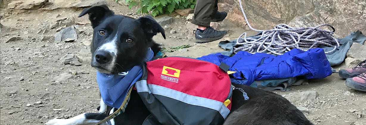 Training the Ultimate Crag Dog | Zuke's